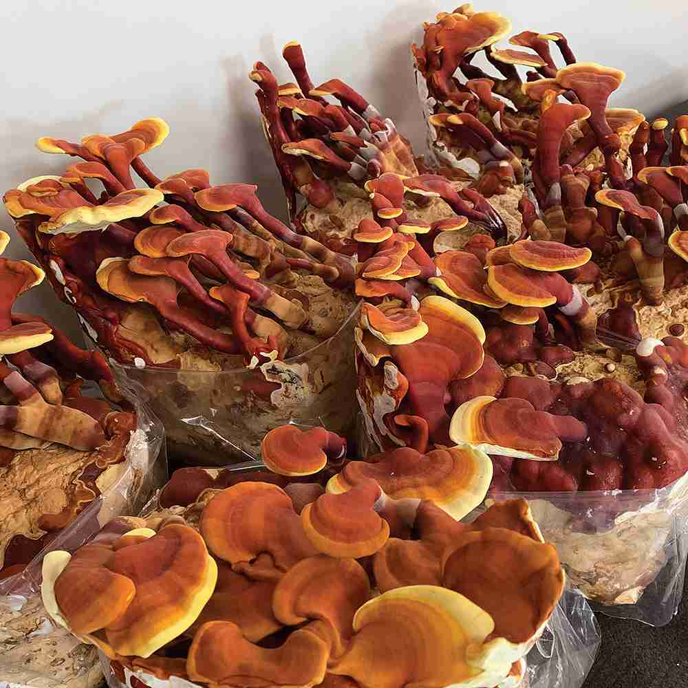 Reishi – Keho - Salud Holistica - Fungis & Espirulina